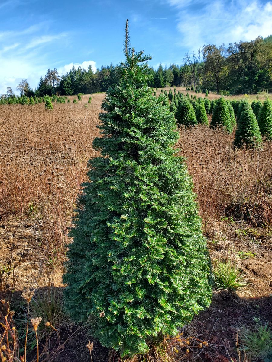 Grand Fir Christmas Tree