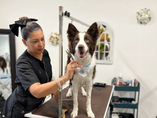 Lulu's Pet Spa - Pet Grooming, Pet Groomer, Pet Spa