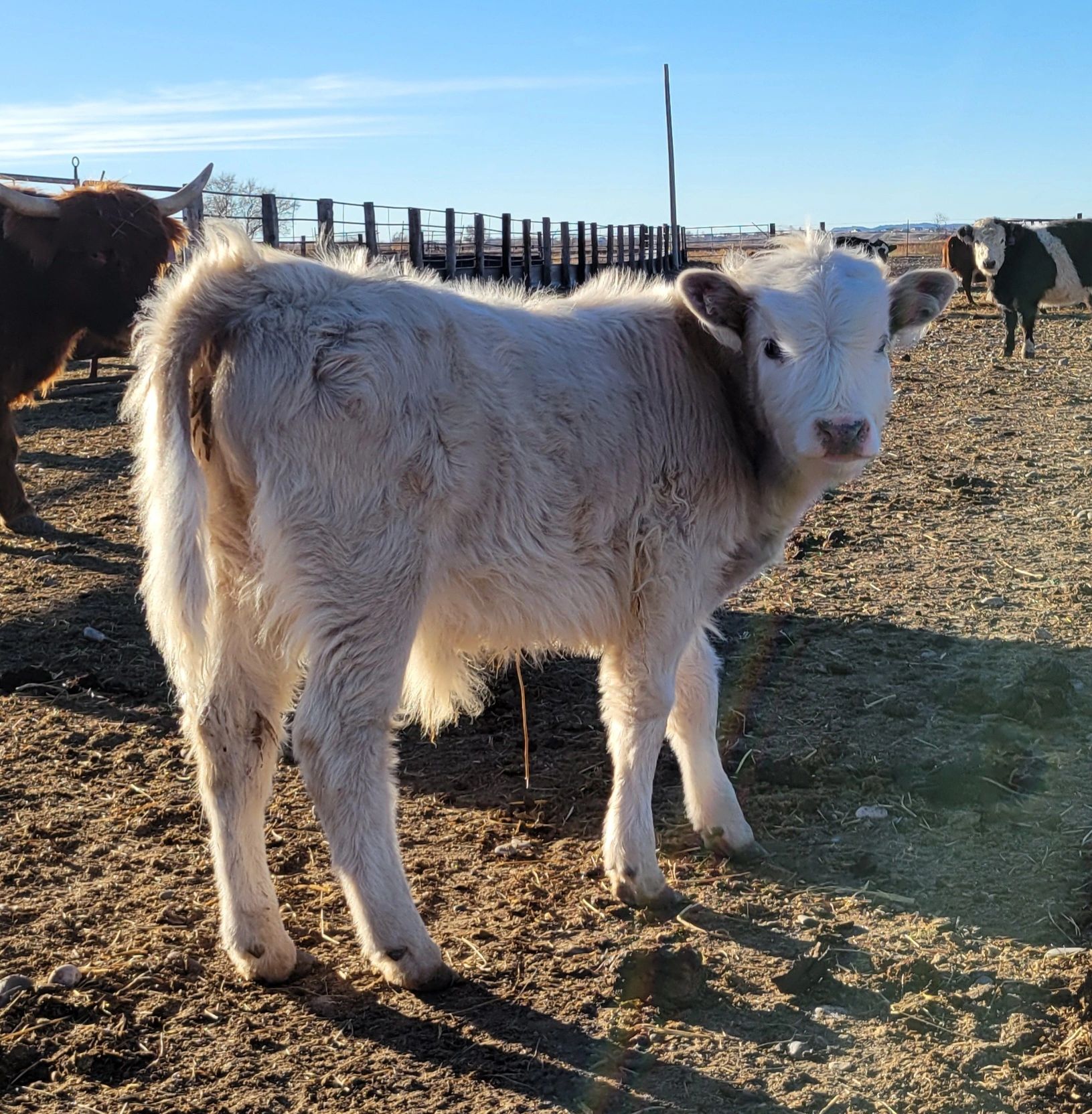 Sale Barn | KOW'S mini COW'S
