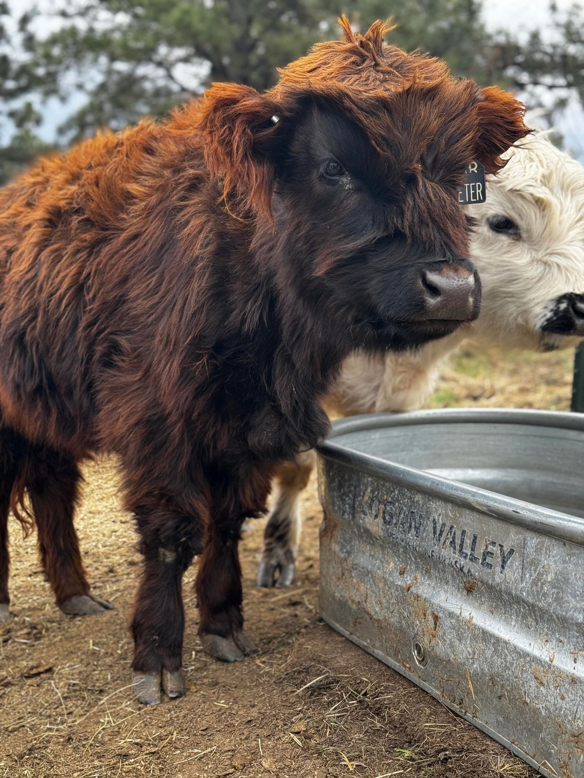 Sale Barn | KOW'S mini COW'S