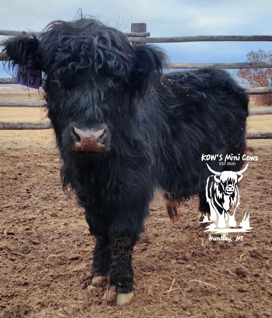 Semen Sales | KOW'S mini COW'S