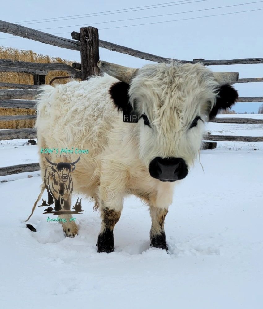 Semen Sales | KOW'S mini COW'S