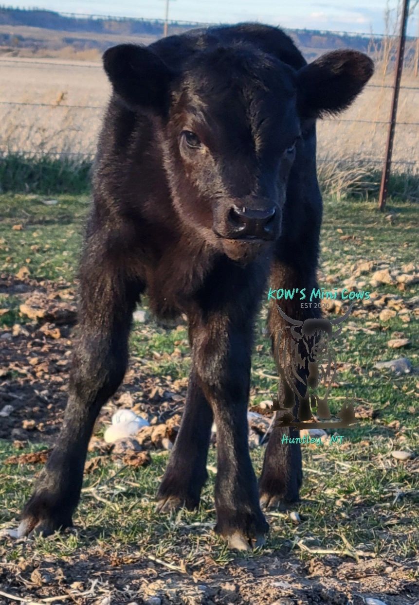 Sale Barn | KOW'S mini COW'S