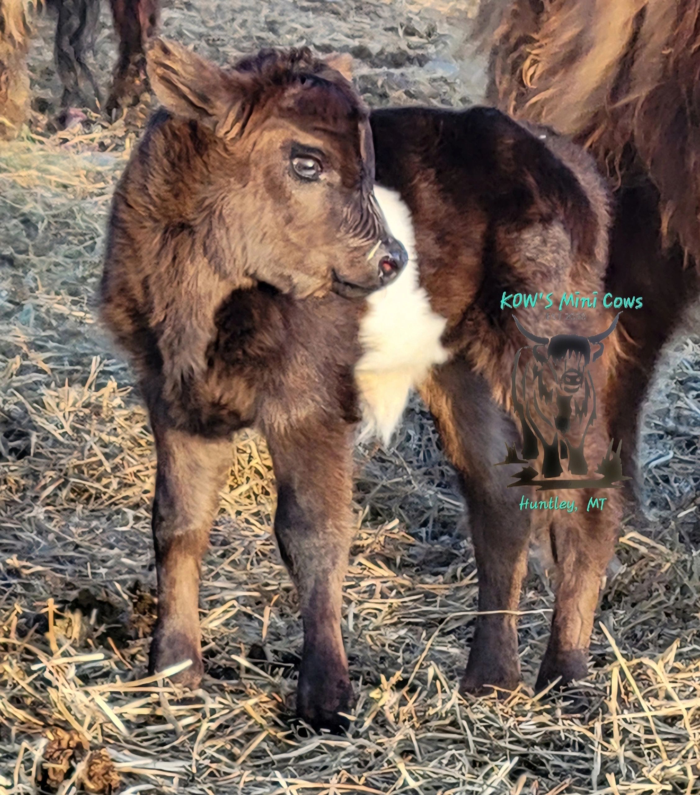 Sale Barn | KOW'S mini COW'S