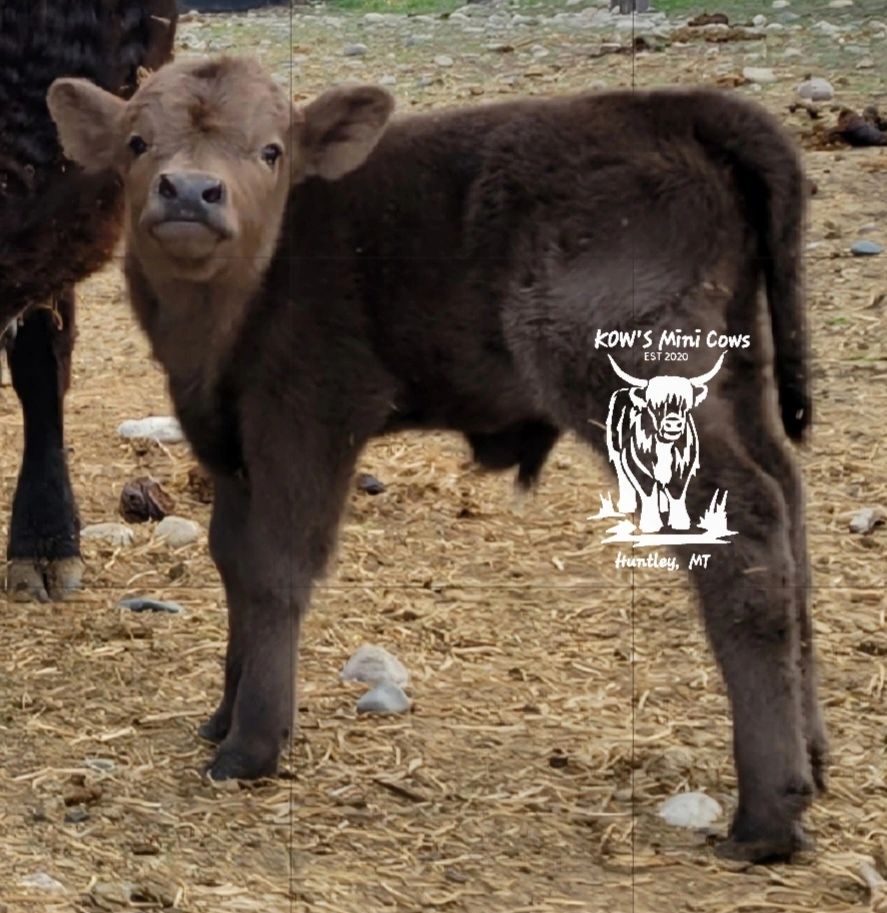 Sale Barn | KOW'S mini COW'S