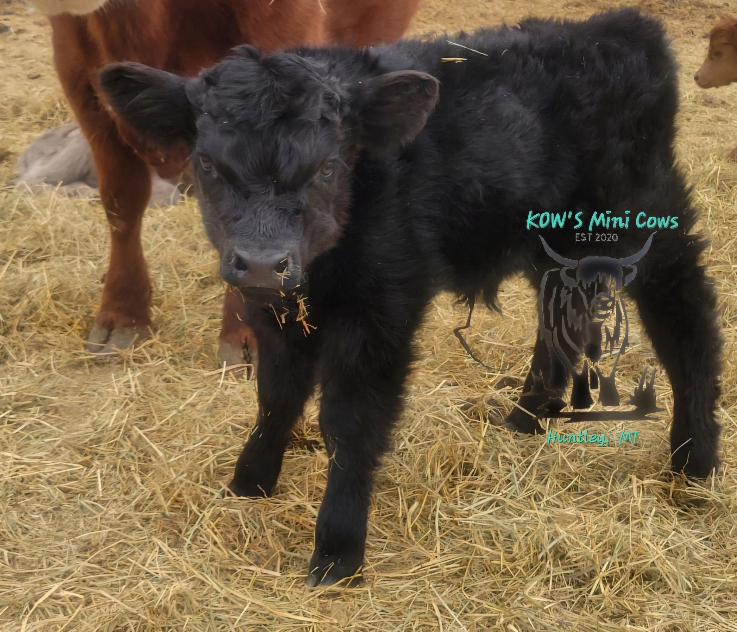 Sale Barn | KOW'S mini COW'S