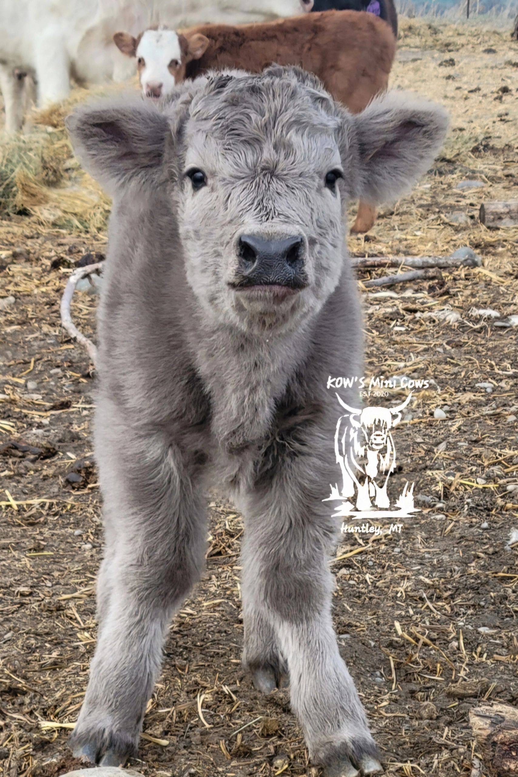 Sale Barn | KOW'S mini COW'S