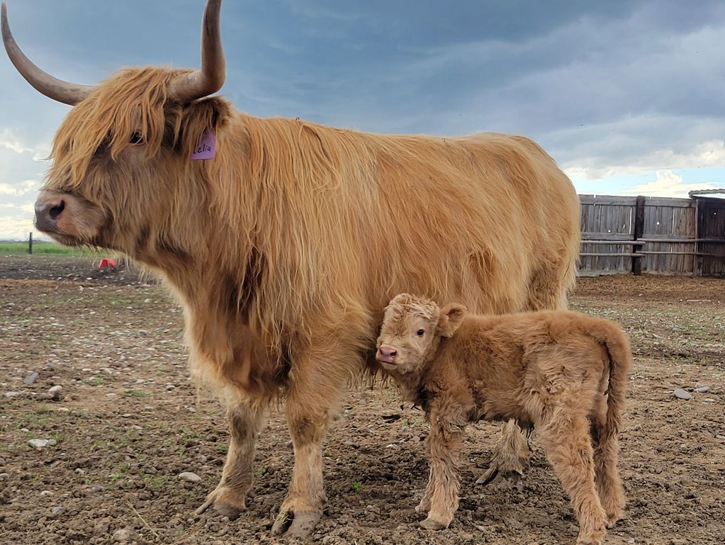 Cows | KOW'S mini COW'S