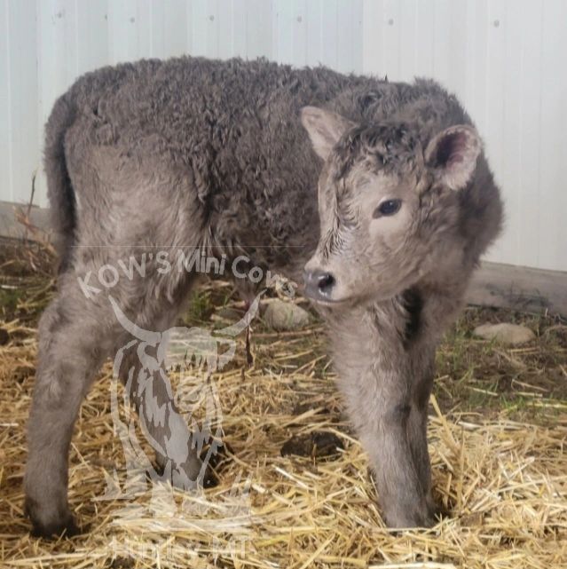 Sale Barn | KOW'S mini COW'S