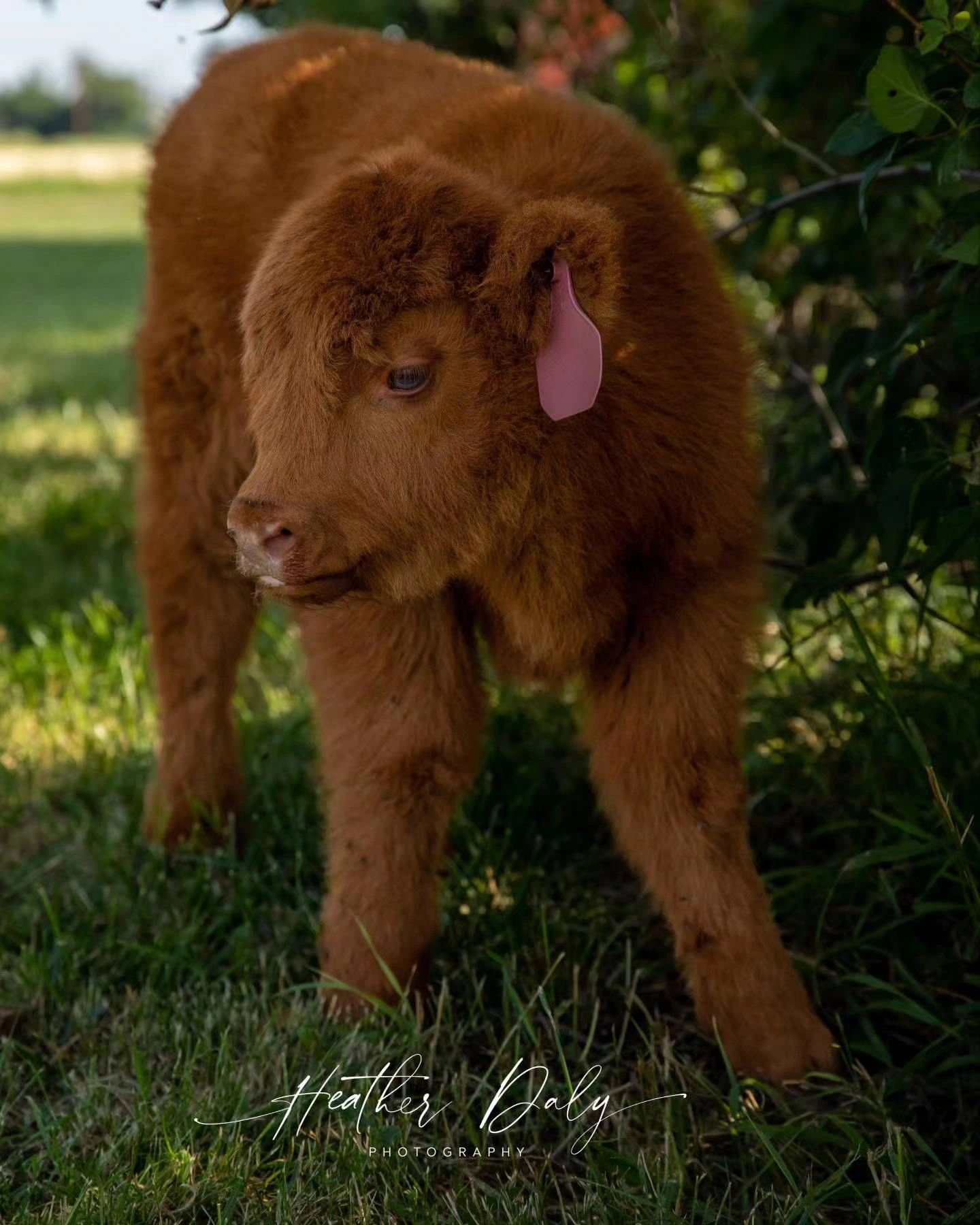 Sale Barn | KOW'S mini COW'S