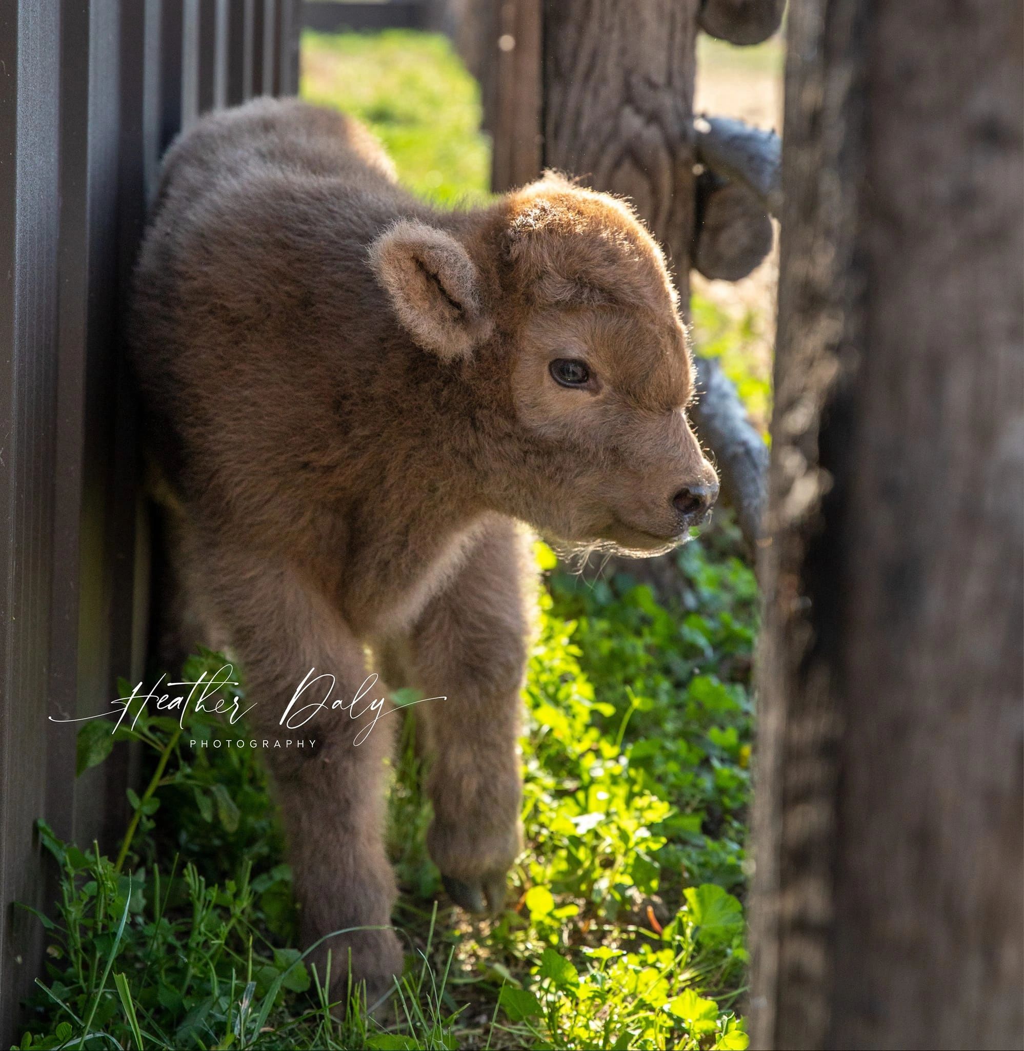 Sale Barn | KOW'S mini COW'S