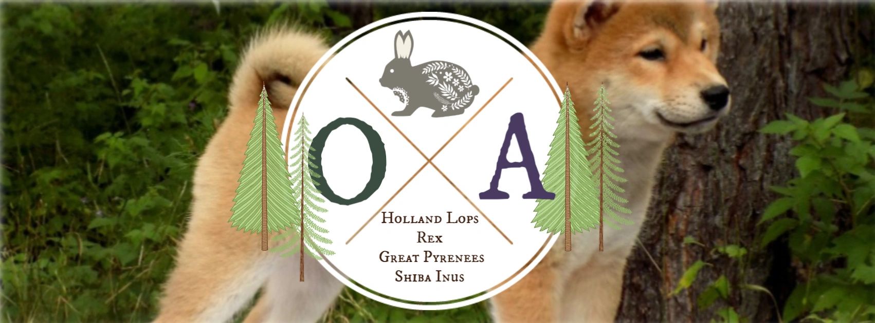 About Great Pyrenees