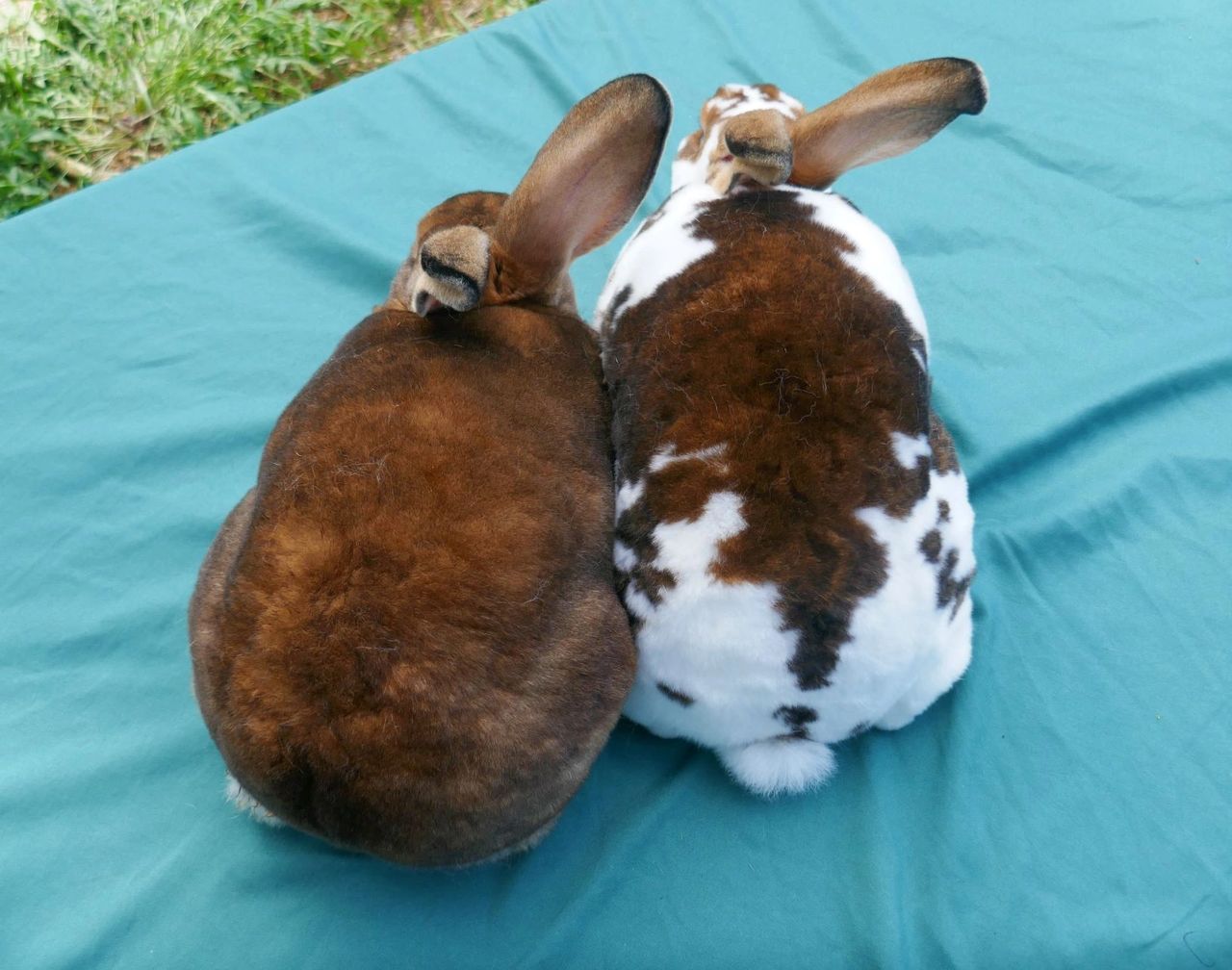 Mini Rex Broken Castor