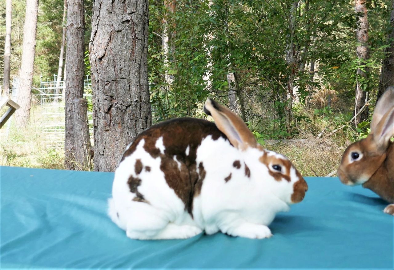 Mini Rex Broken Castor