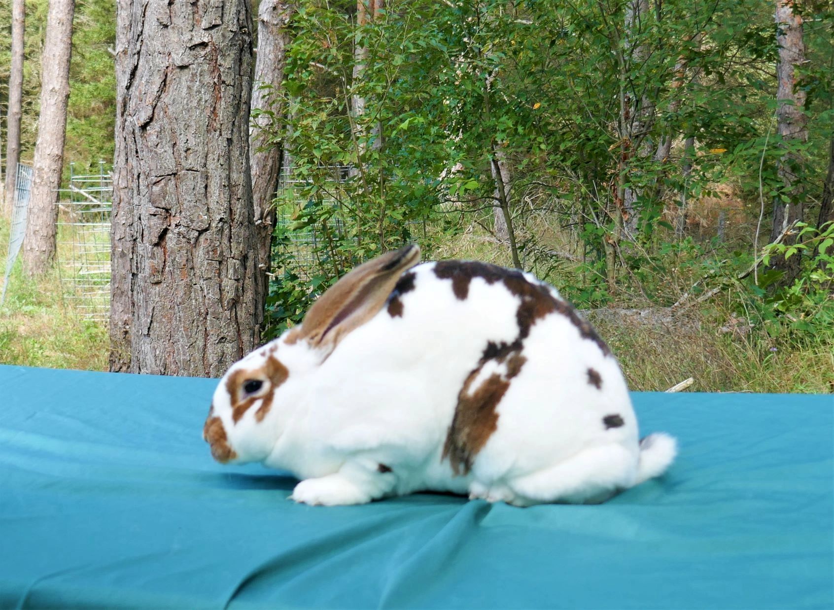 Broken Chocolate Otter Mini Rex