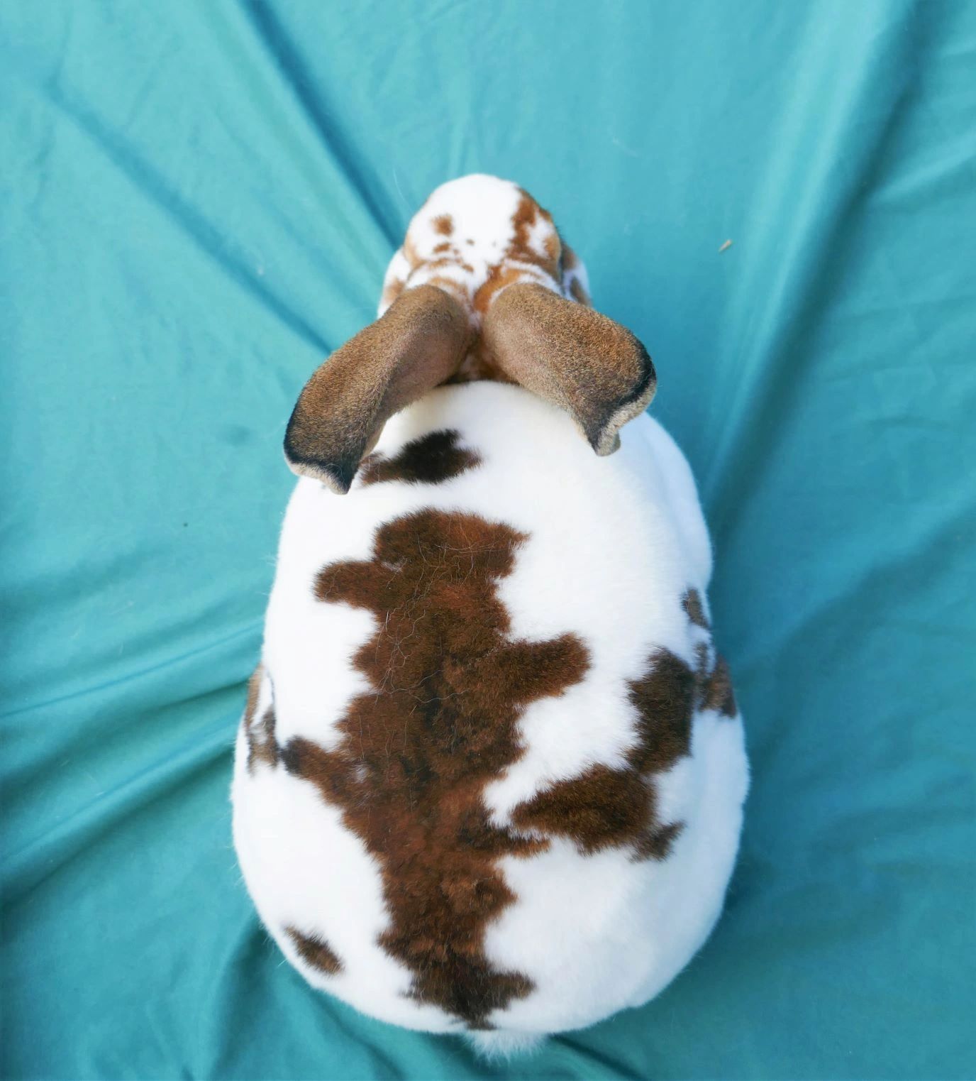 Mini Rex Broken Castor