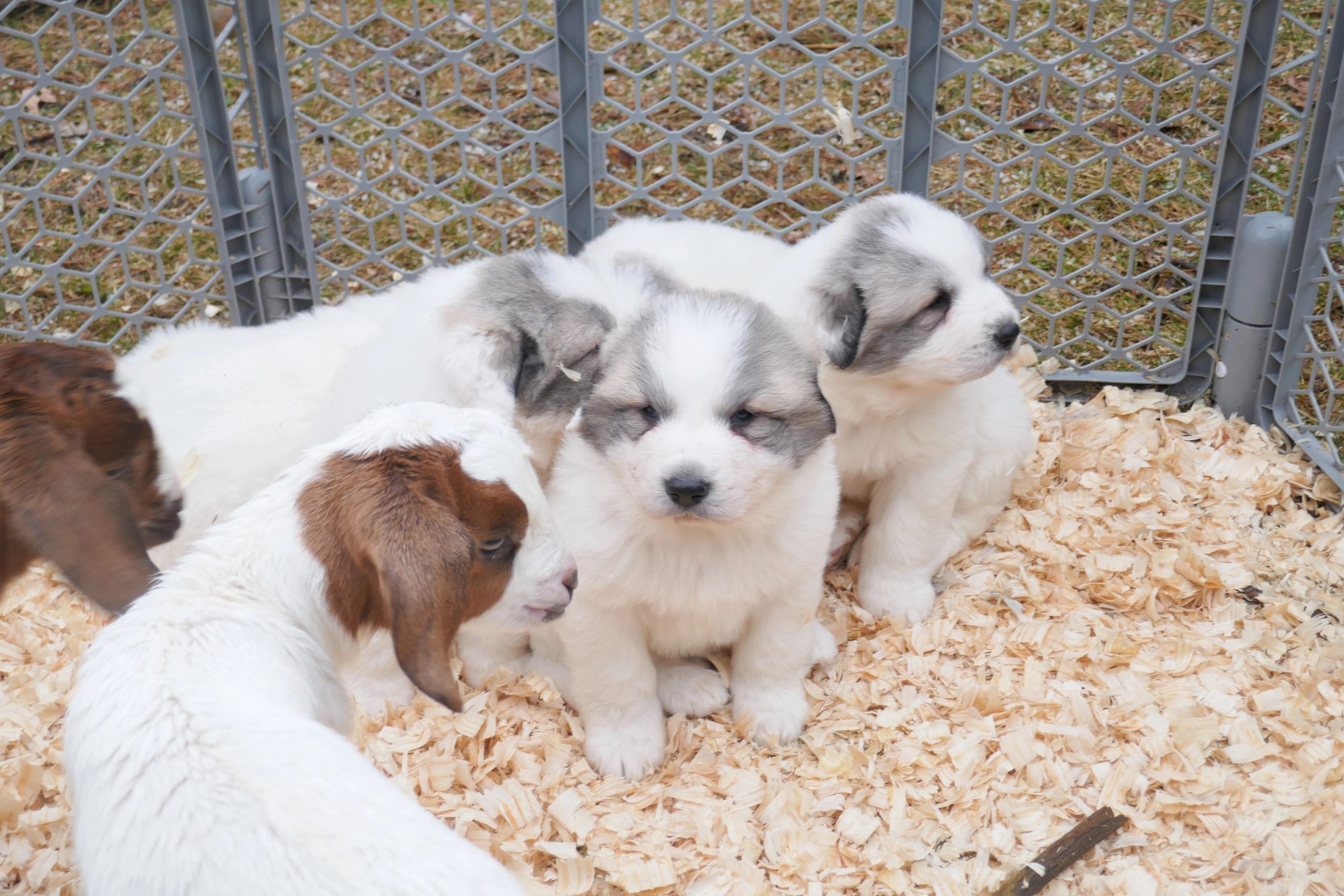 Great Pyrenees Puppies Play with Boer Goat Babies