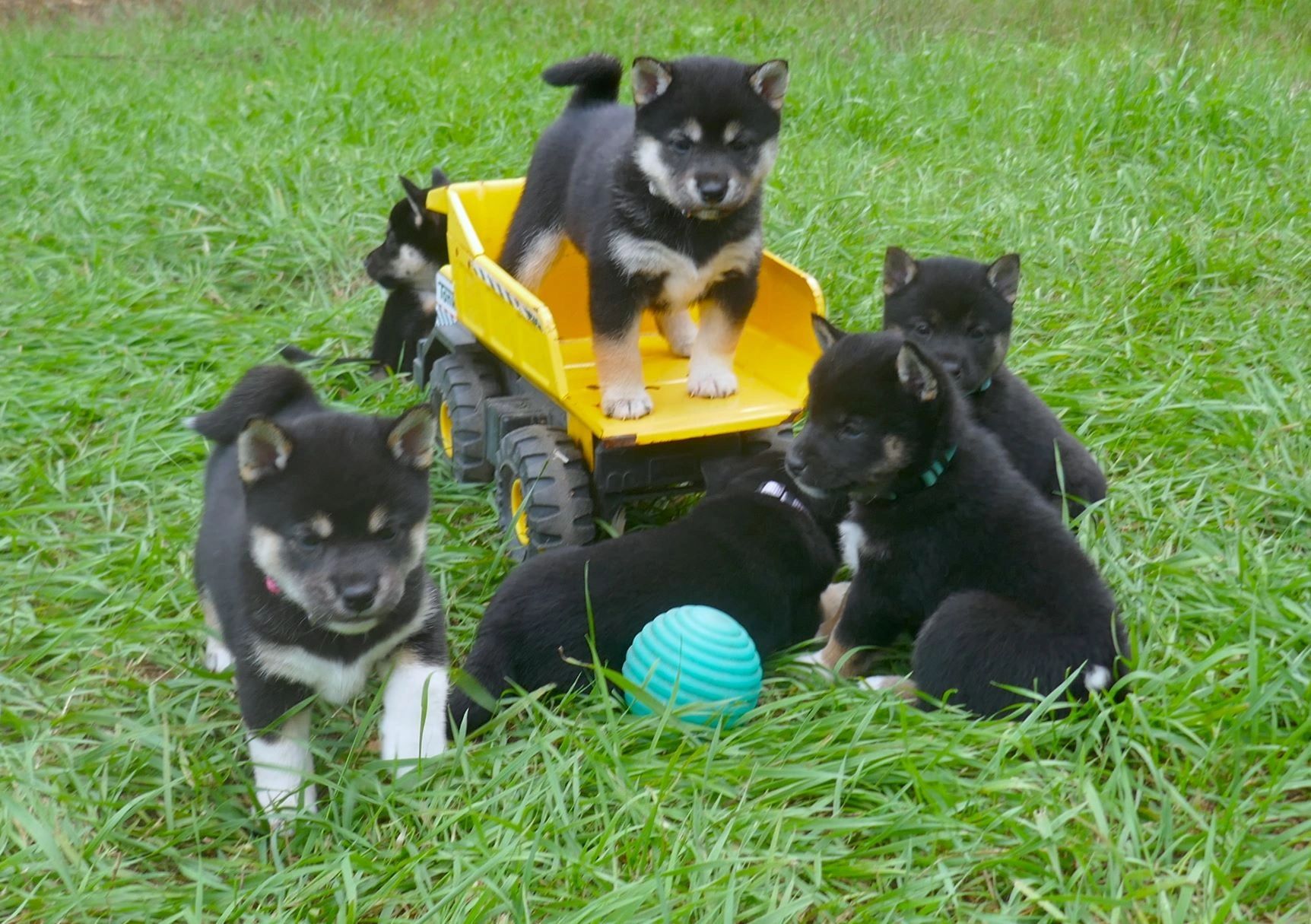 Tonka Truck Shiba Inu Puppies (Pepper Jack & Eva's litter)