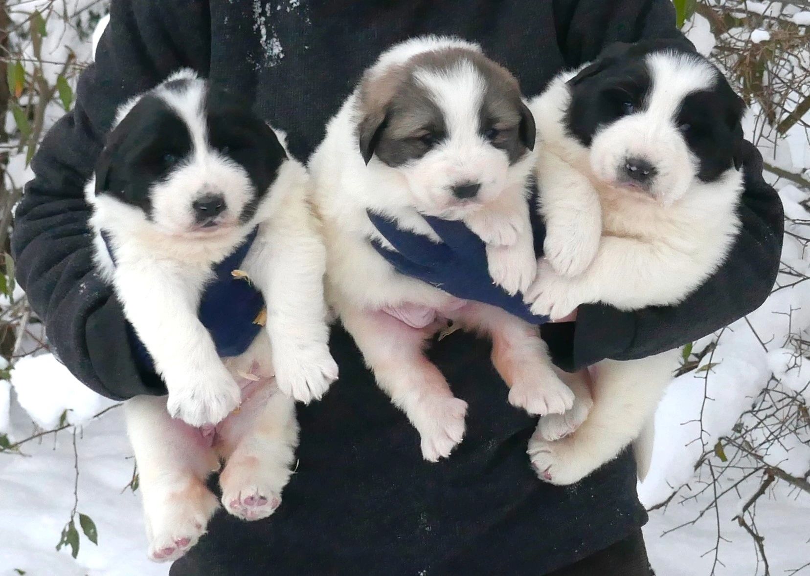 Are Male Or Female Great Pyrenees Better