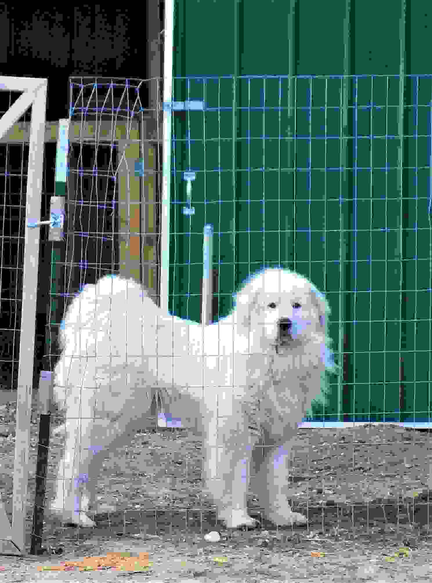 Great Pyrenees Puppies | Onward Acres Farm