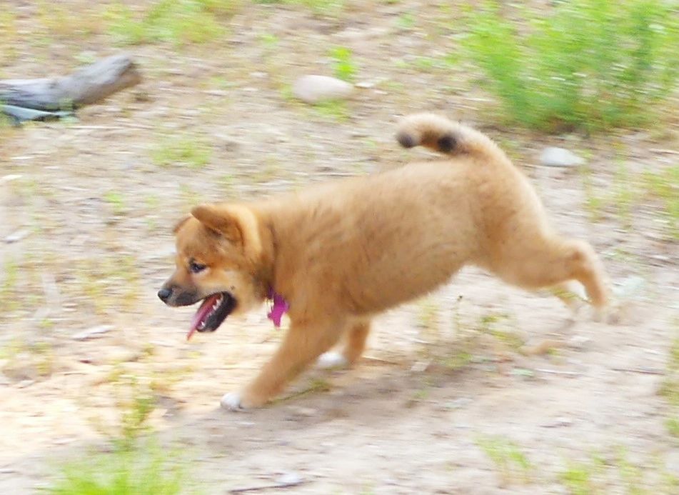 Shiba Inu Golden Retriever Mix
