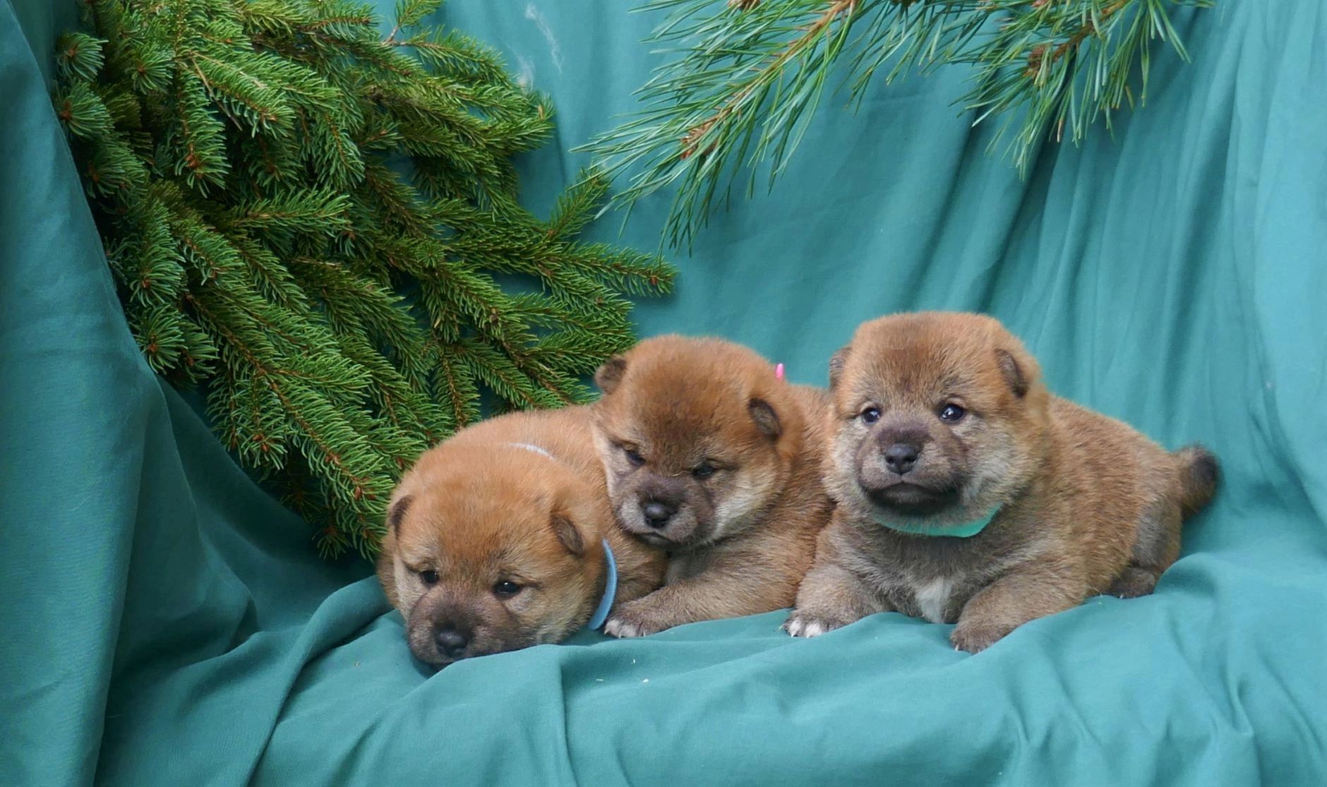 Shiba Inu Litter/ Shiba Inu Behavior