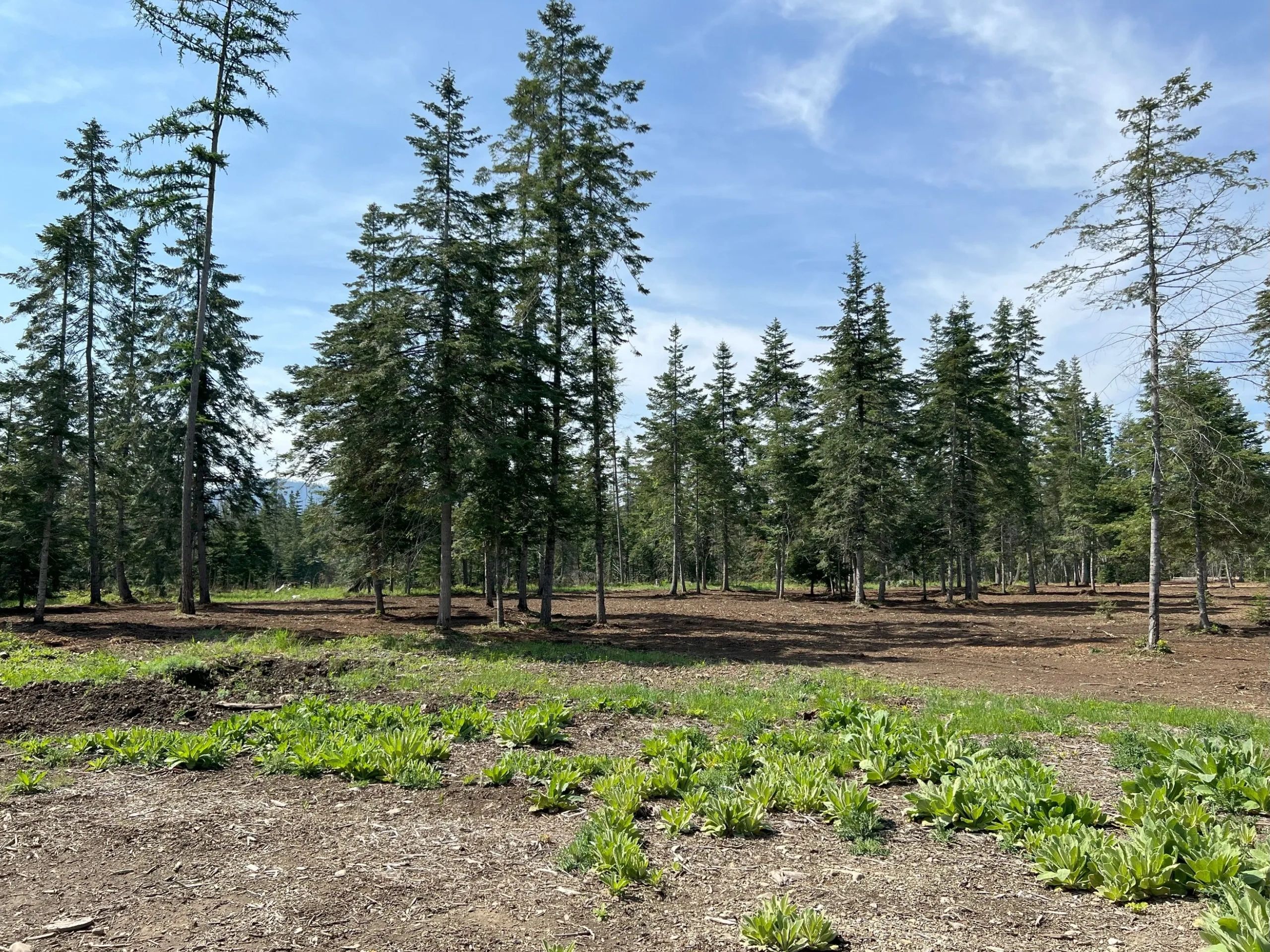 Mountain View Forestry - Forestry Mulching, Snow Removal