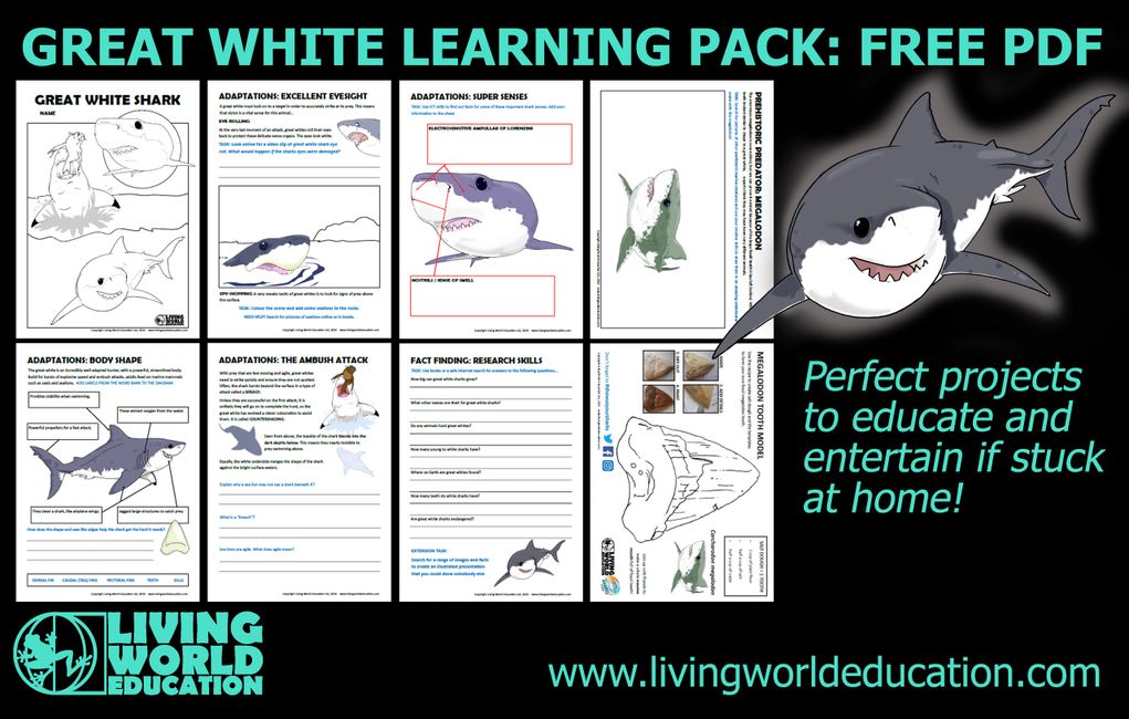 SHARKS | Living World Education