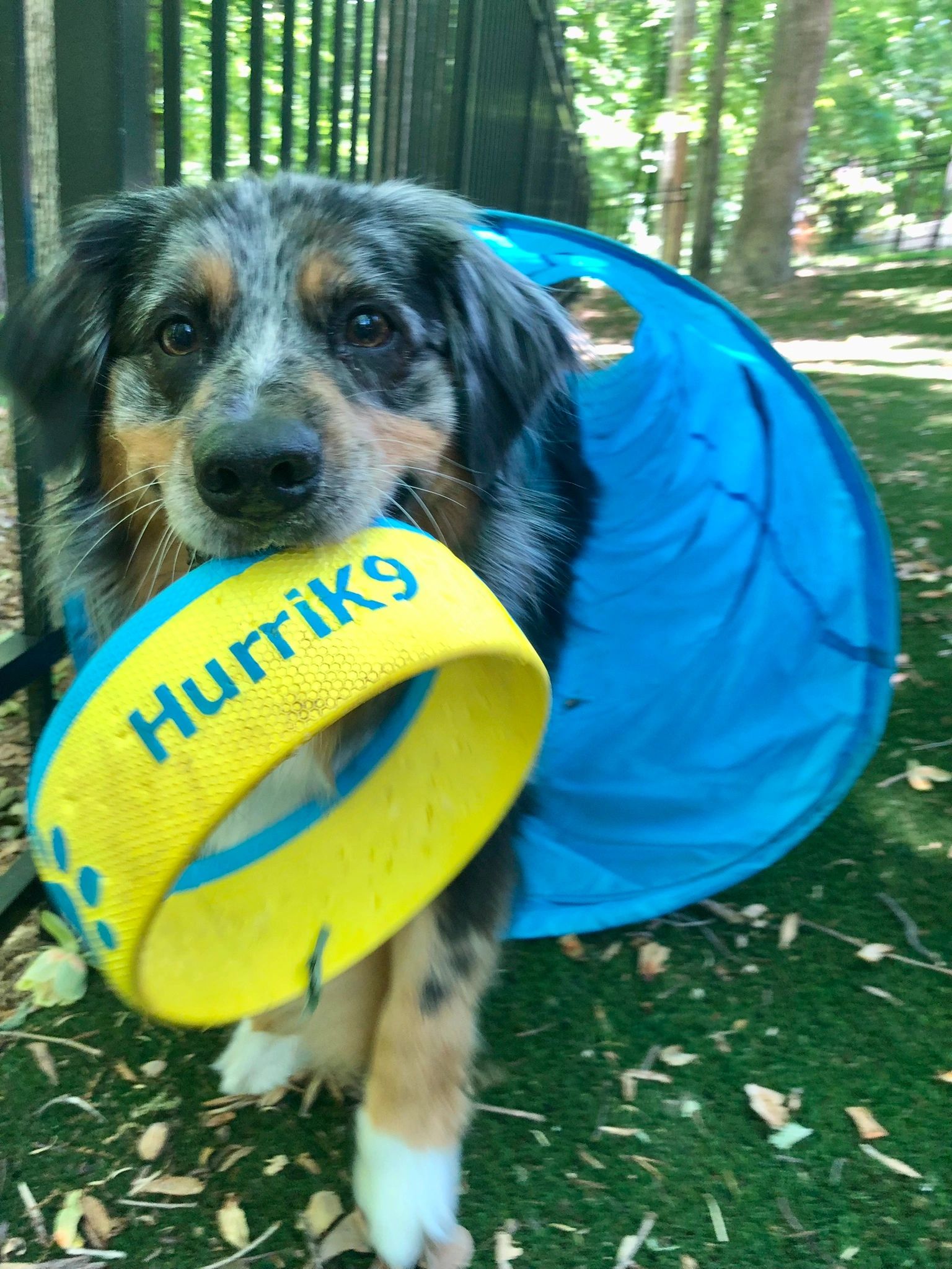 Canine Enrichment: What It Is, Why They Need It & How To Do It