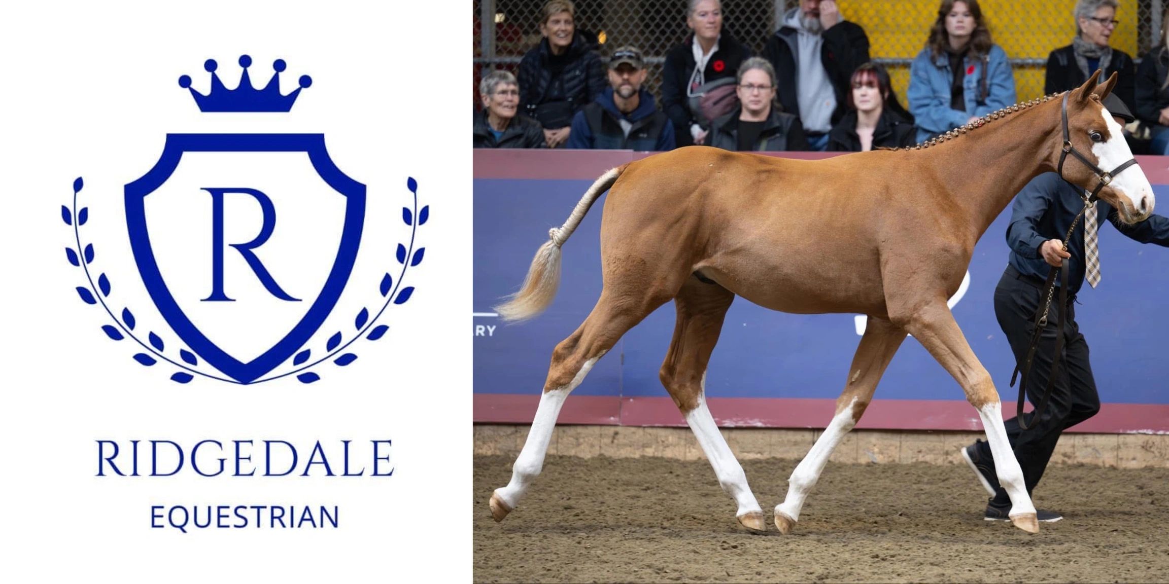 Ridgedale Equestrian Breeding and Development