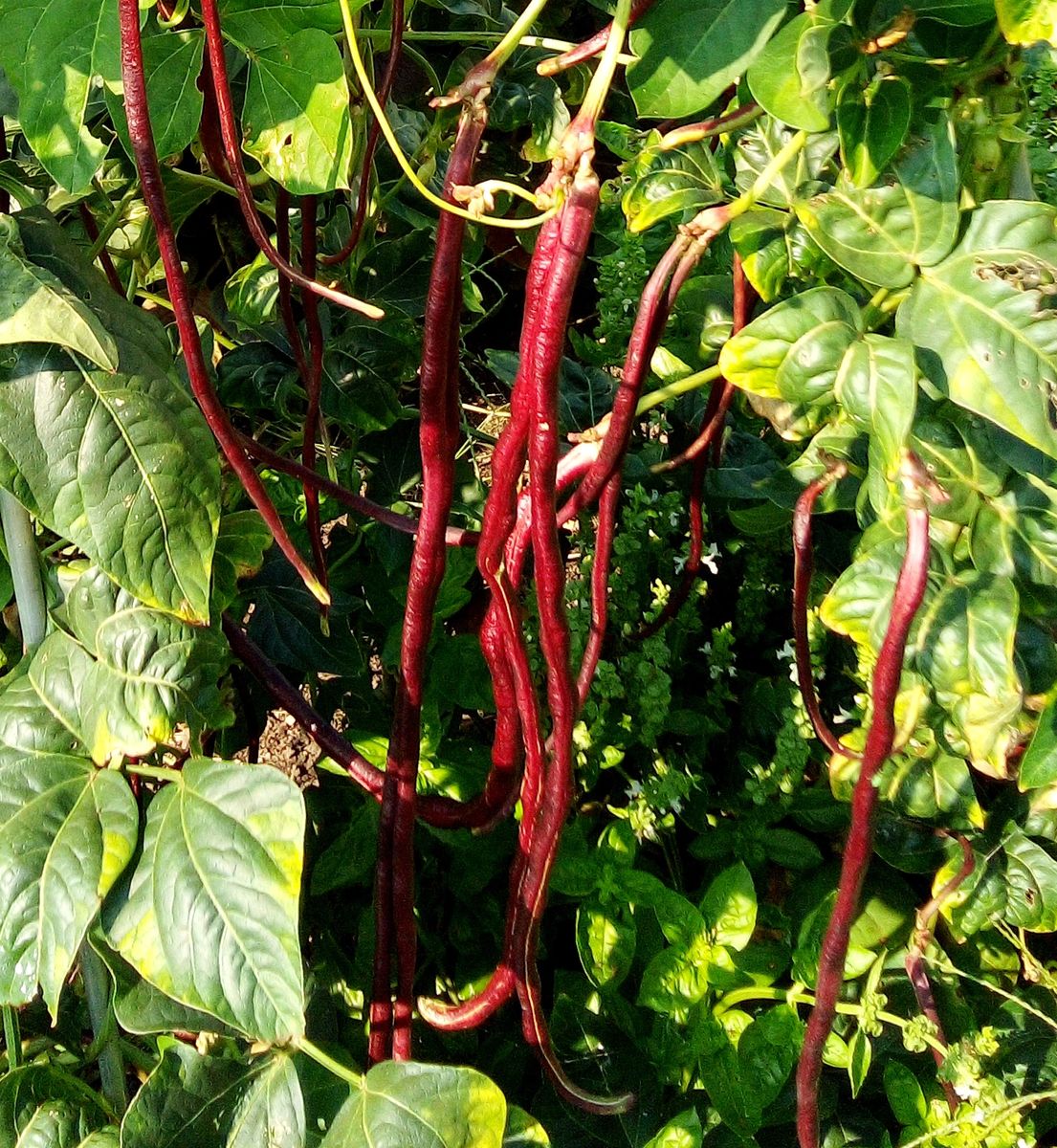 Yard Long Red Noodle pole