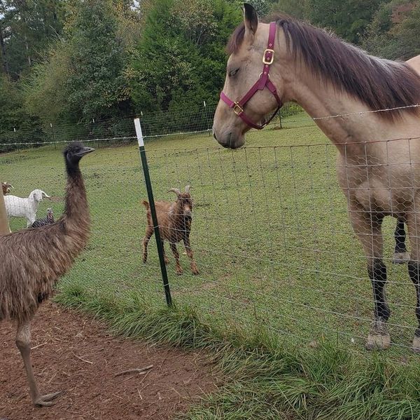 Dragonfly Emu Farms-Emu Arkansas