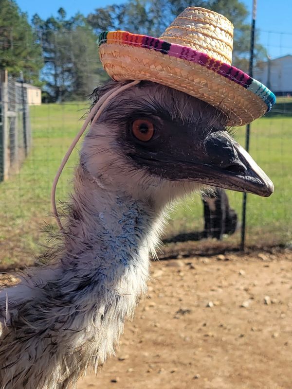 Dragonfly Emu Farms-Emu Arkansas