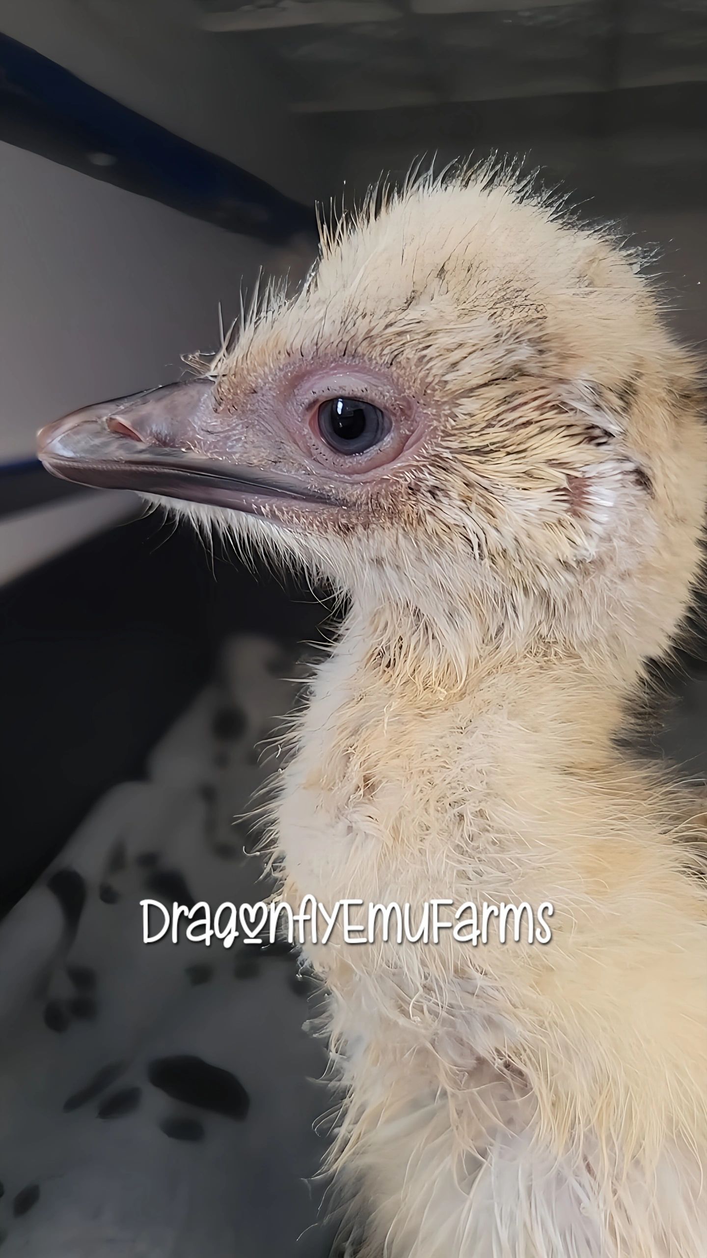 Dragonfly Emu Farms-Emu Arkansas