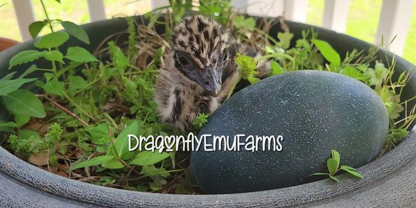 About Us | Dragonfly Emu Farms