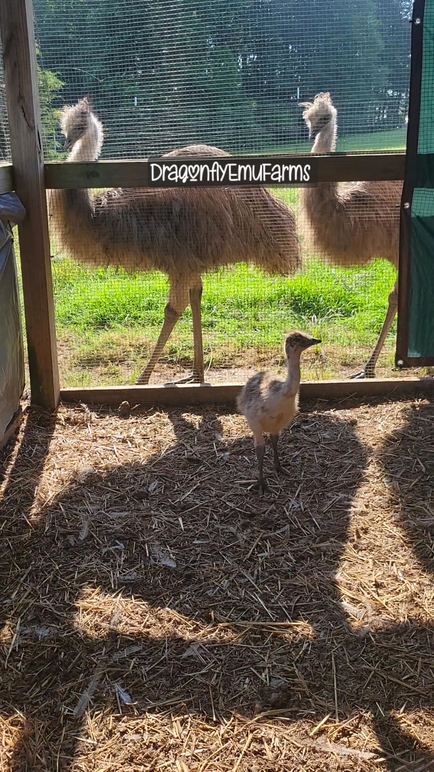 Coloring Pages | Dragonfly Emu Farms