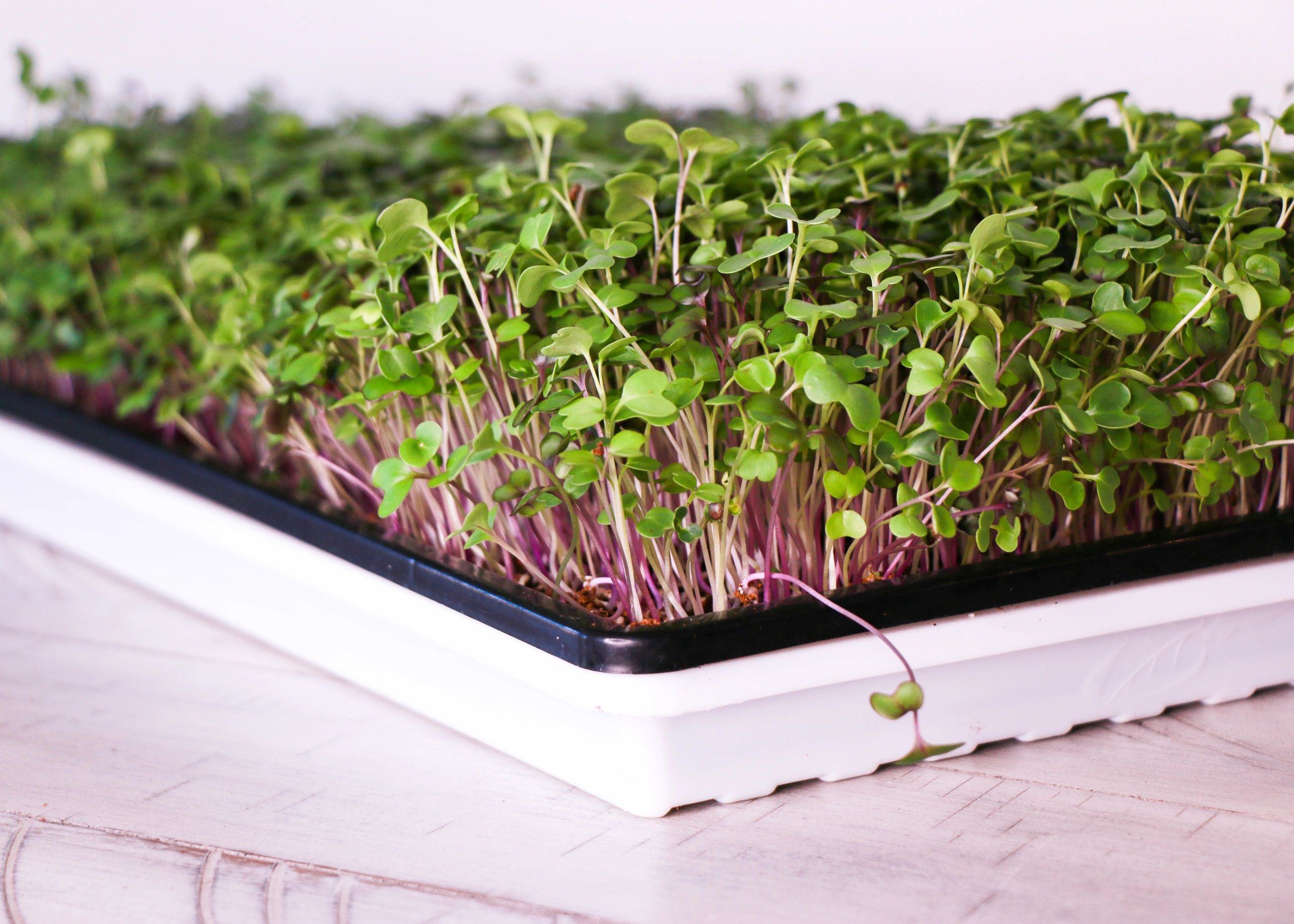 PVX Farms - Microgreens - Tracy, California