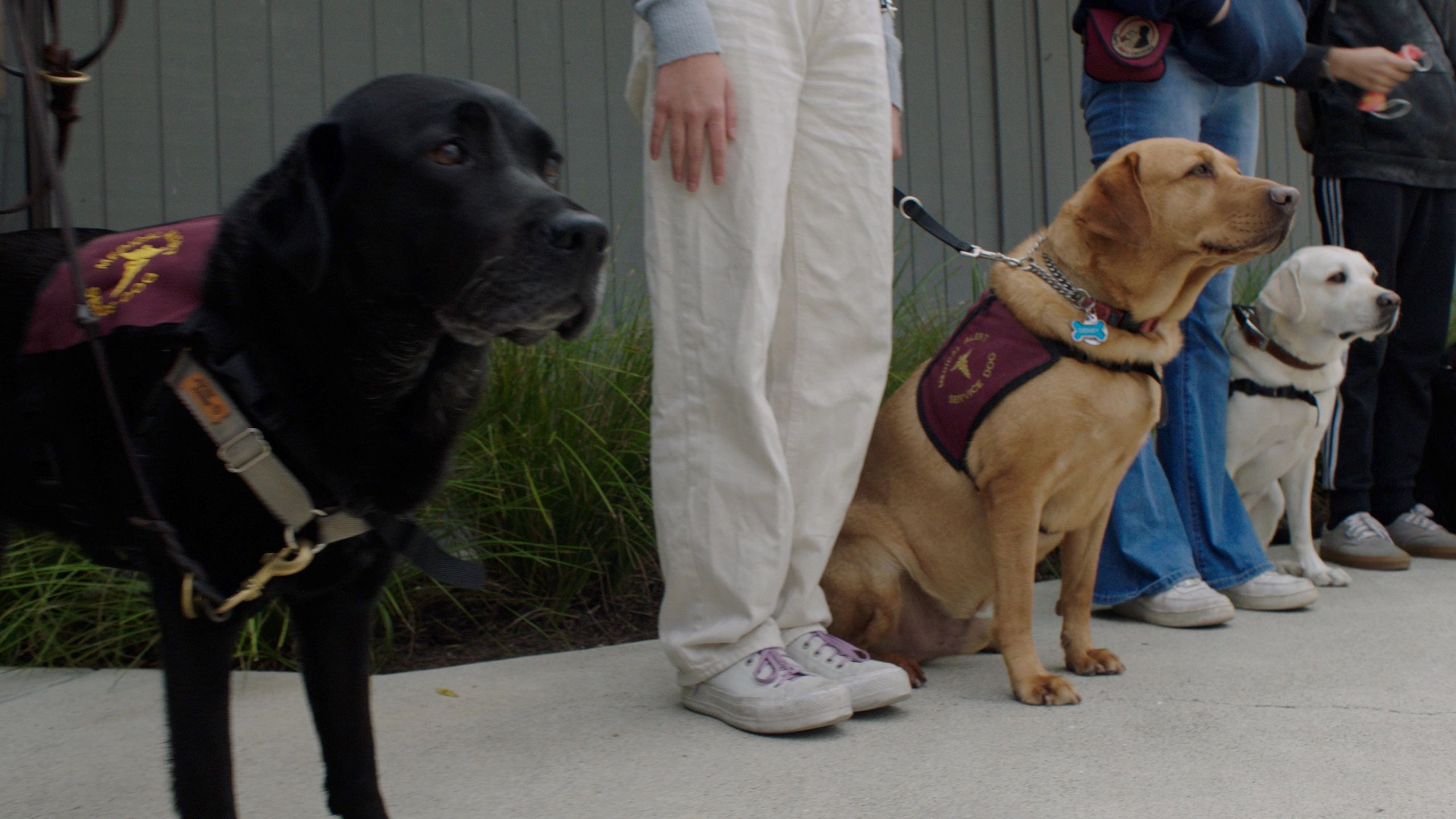 Springer Education Entertianment LLC