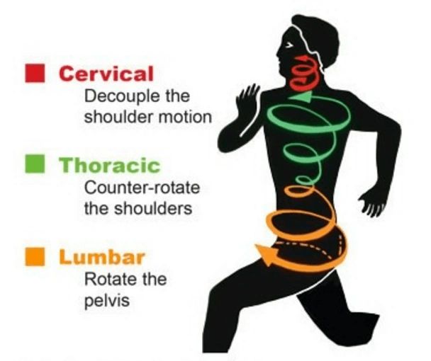 척추엔진이론(Spinal Engine Theory) : 네이버 블로그