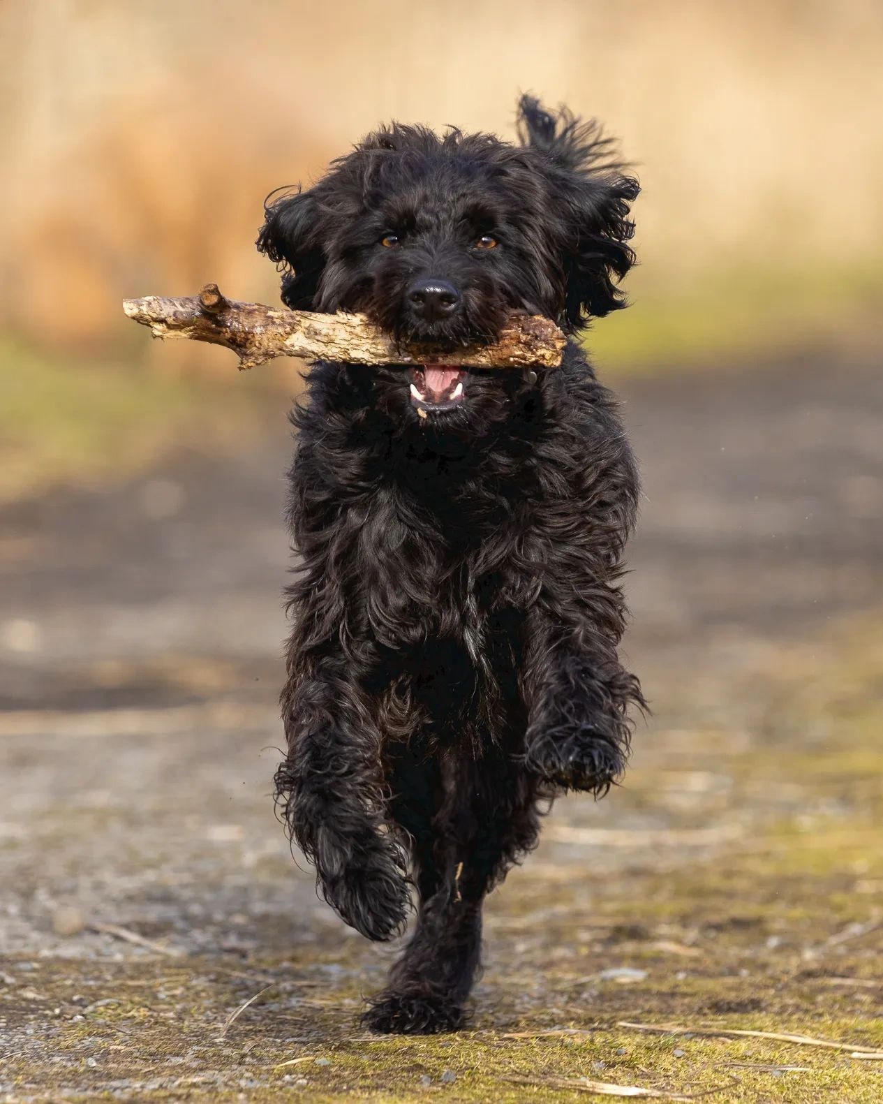 Home [westenddogwalking.com]