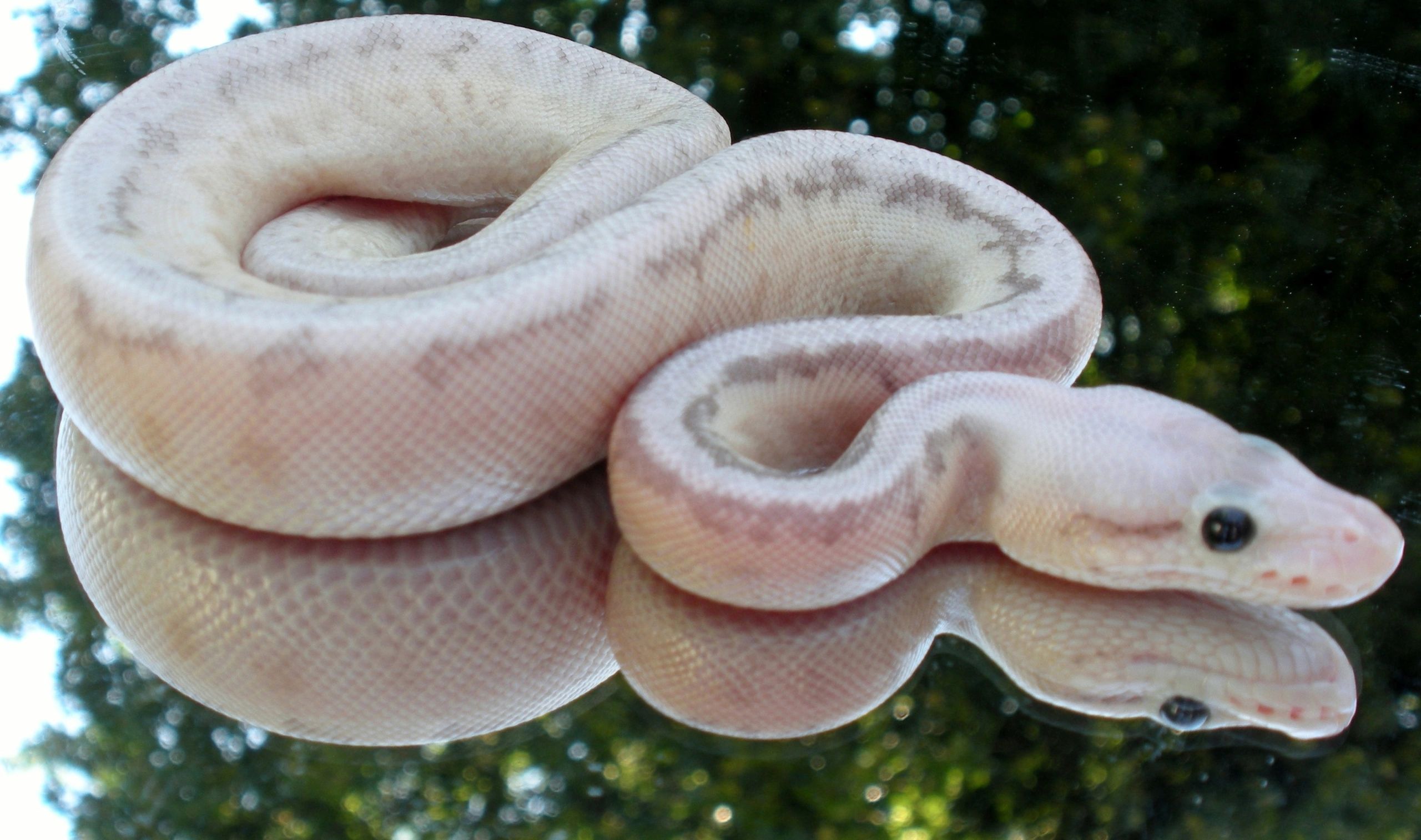 Homegrown Scales - Reptiles, Morphs