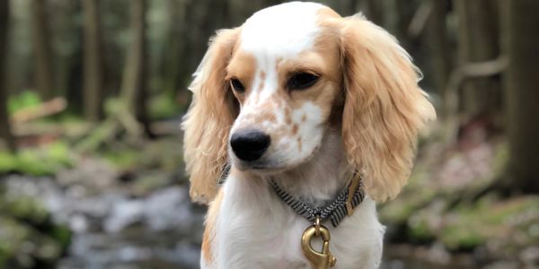 Cooper Family Cockapoos