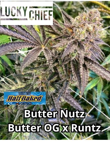 Butter Nutz (10 Feminized Seeds)