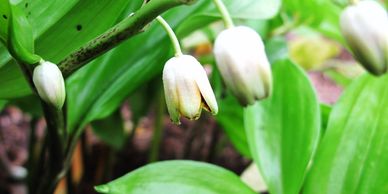 The Plant List | Antique Perennials