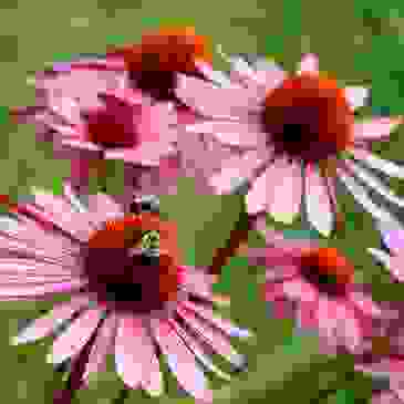 echinacea | Antique Perennials