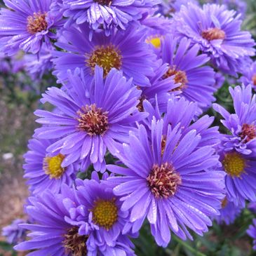 Aster | Antique Perennials