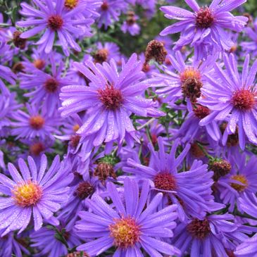 Aster | Antique Perennials