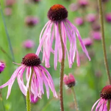 echinacea | Antique Perennials