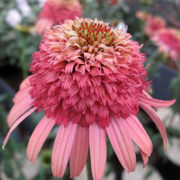 echinacea | Antique Perennials