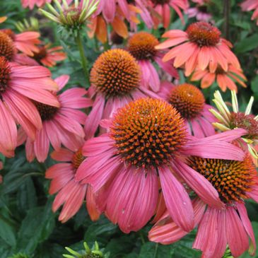 echinacea | Antique Perennials